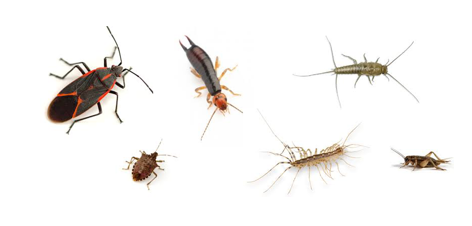 Westex Pest Management - Pest Control in Westchester and Rockland