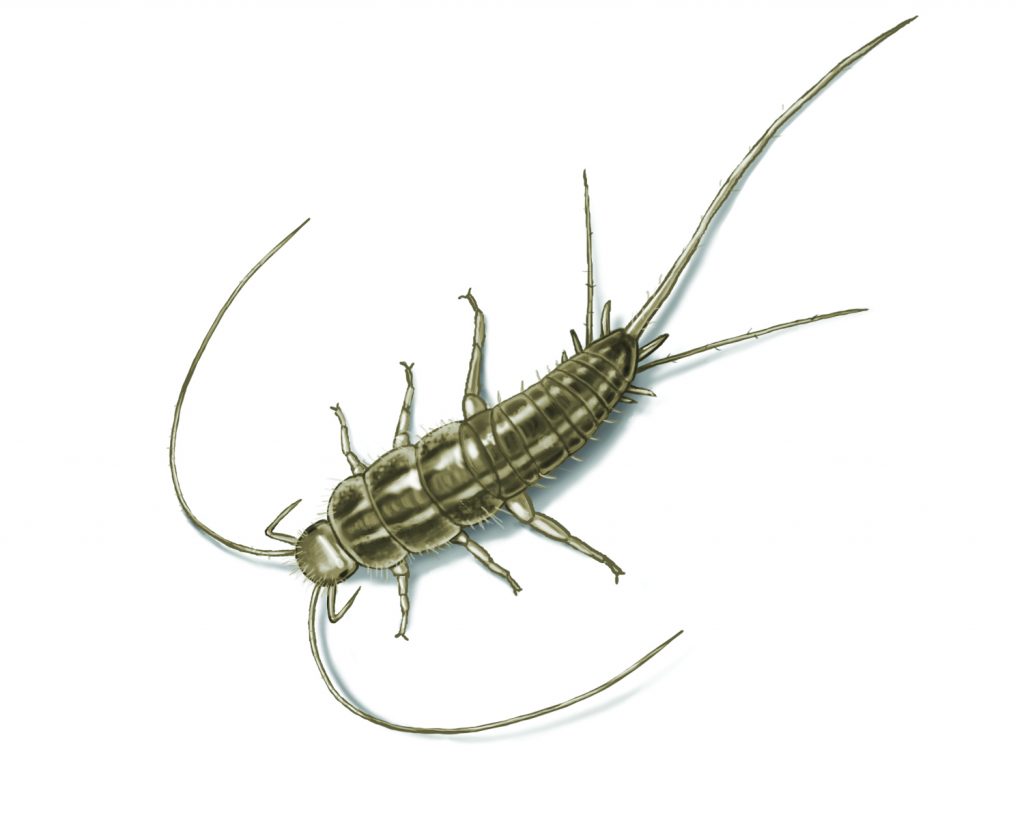SilverFish