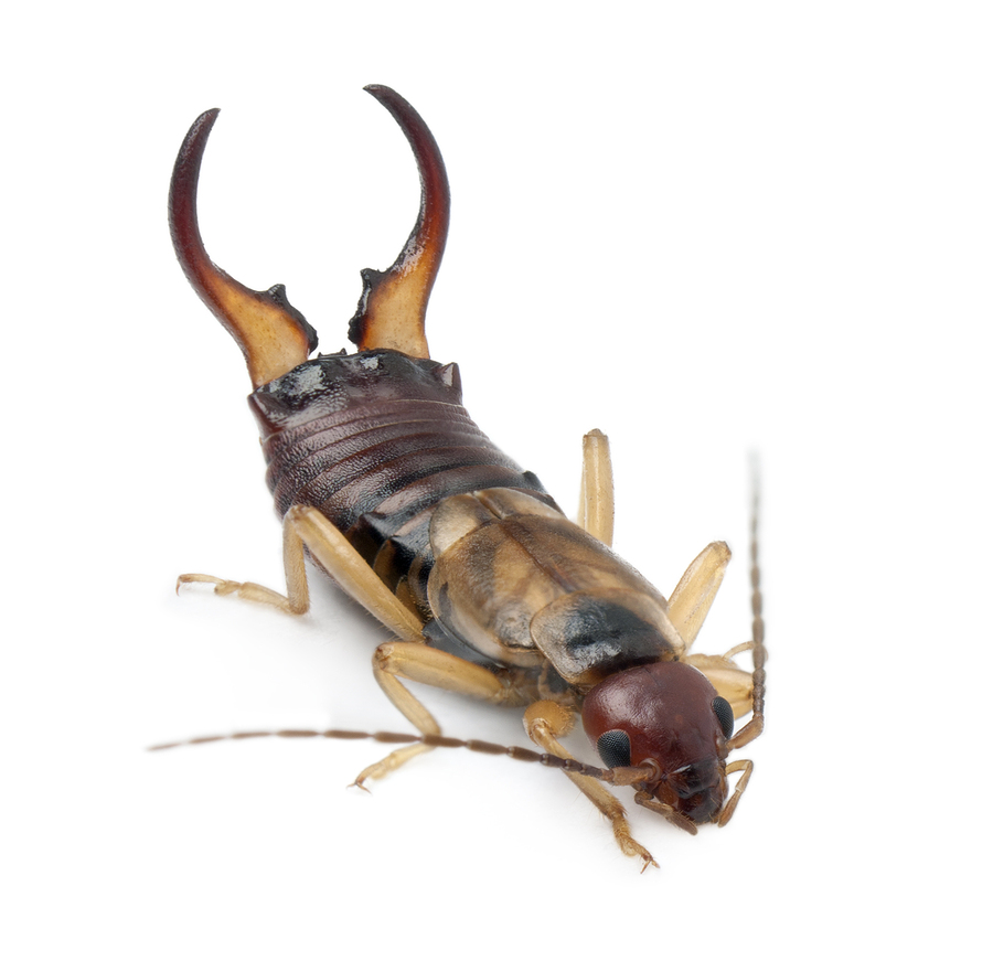 Earwig